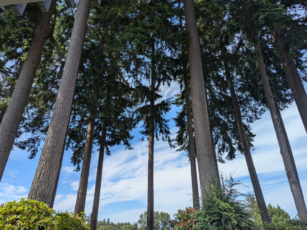 Trees ~ Quotes ~ Photos ~ June 2024 – Journeys with Eileen Diane