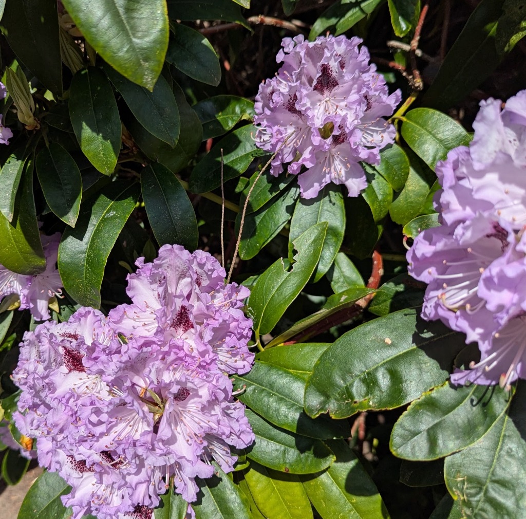 Spring Flowers ~ Quotes ~ Photos – Journeys with Eileen Diane