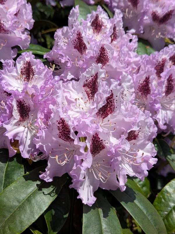 Spring Flowers ~ Quotes ~ Photos – Journeys with Eileen Diane