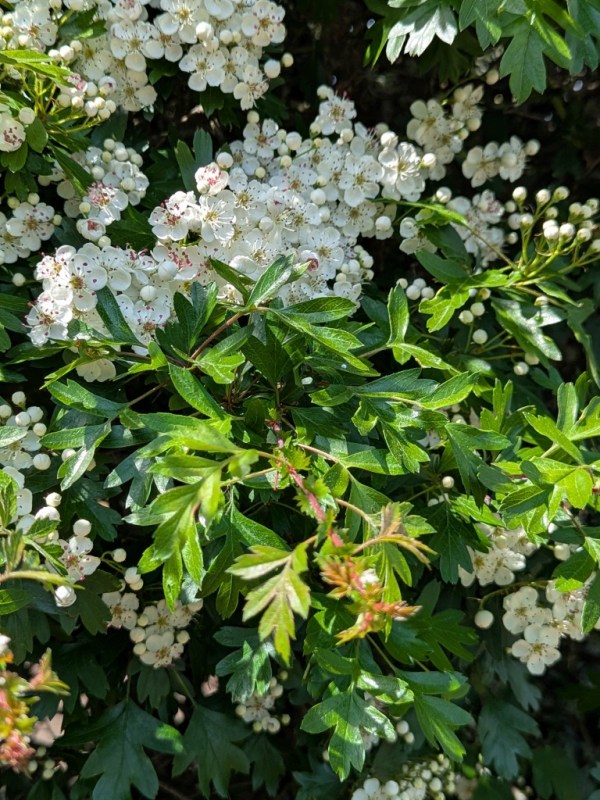 Spring Flowers ~ Quotes ~ Photos – Journeys with Eileen Diane